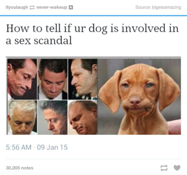 Sex scandal | Dogs | Know Your Meme