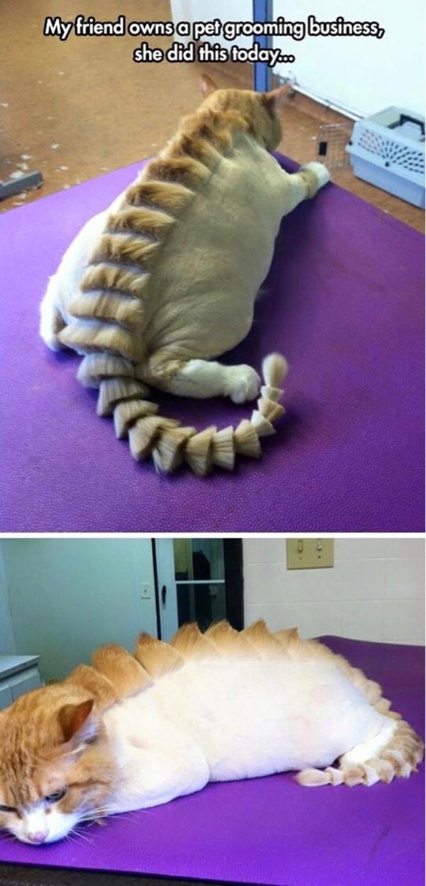 Catosaurus | Cats | Know Your Meme