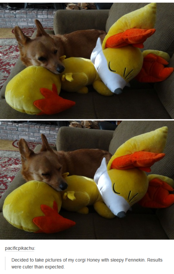 Sleepy Corgi and Fennekin | Pokémon | Know Your Meme