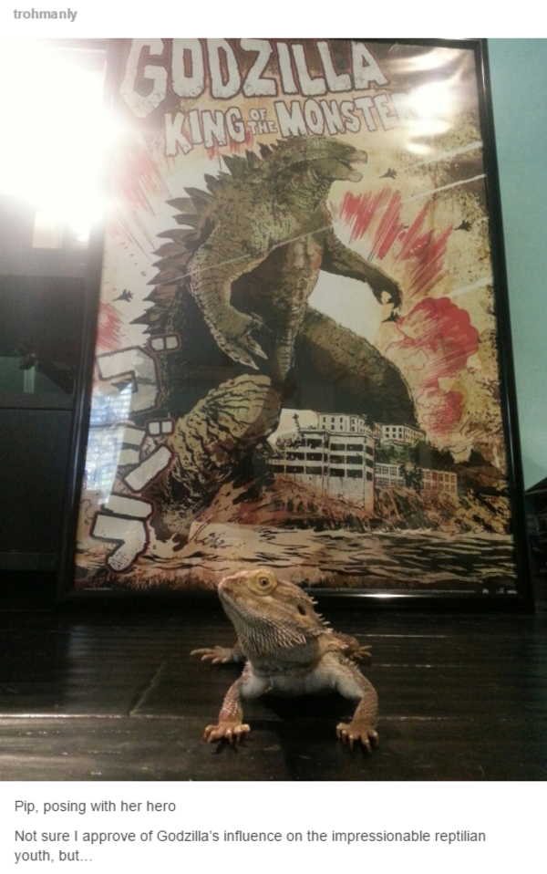 Every Bearded Dragon's hero | Godzilla | Know Your Meme