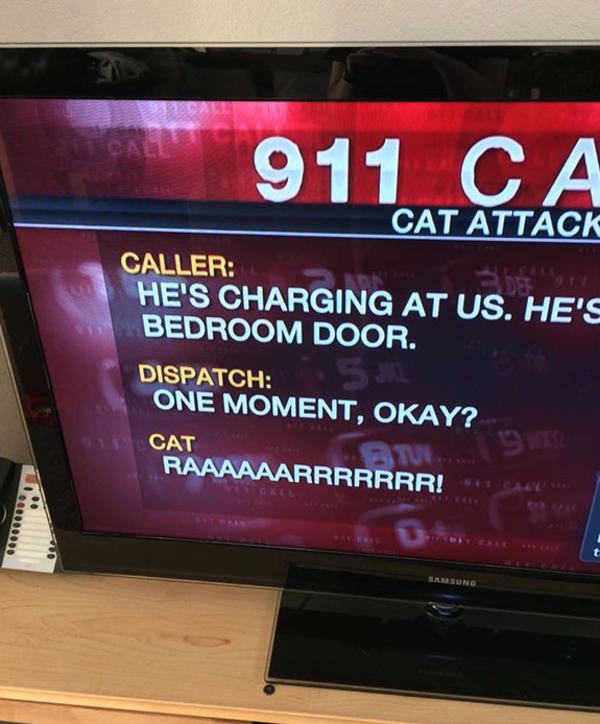 Cat Attack! | Cats | Know Your Meme