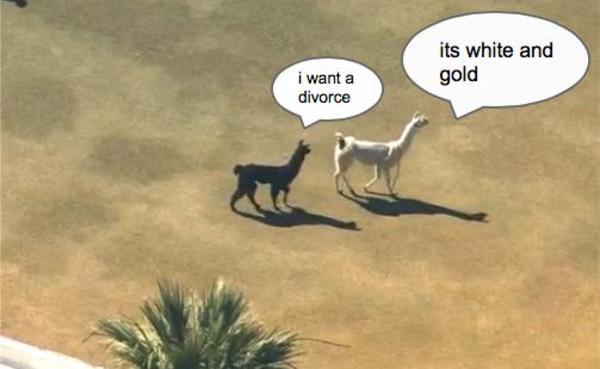 Llama prenup | 2015 Arizona Llama Chase / #LlamaDrama | Know Your Meme