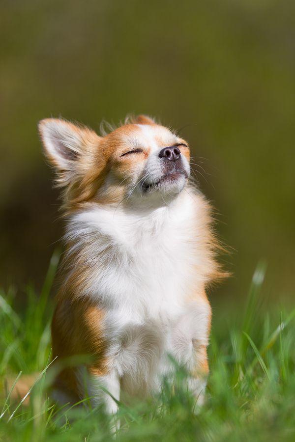 das it mane | Das It Mane | Know Your Meme