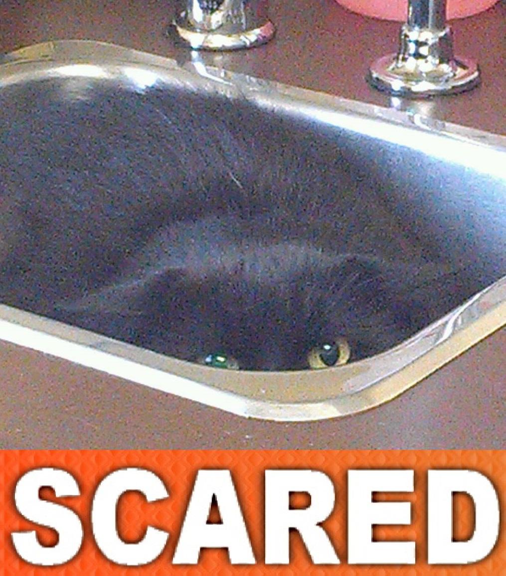 SCARED | Tony Kornheiser's "Why" | Know Your Meme