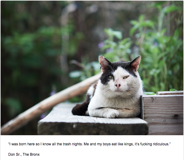 Don Sr., The Bronx | Felines of New York | Know Your Meme