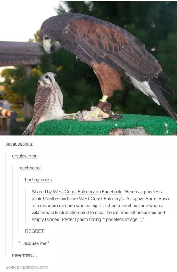 Well shit... | Birds | Know Your Meme