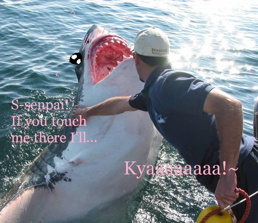 baka | Tsundere Sharks | Know Your Meme