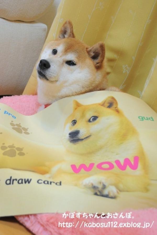 Wow | Doge | Know Your Meme