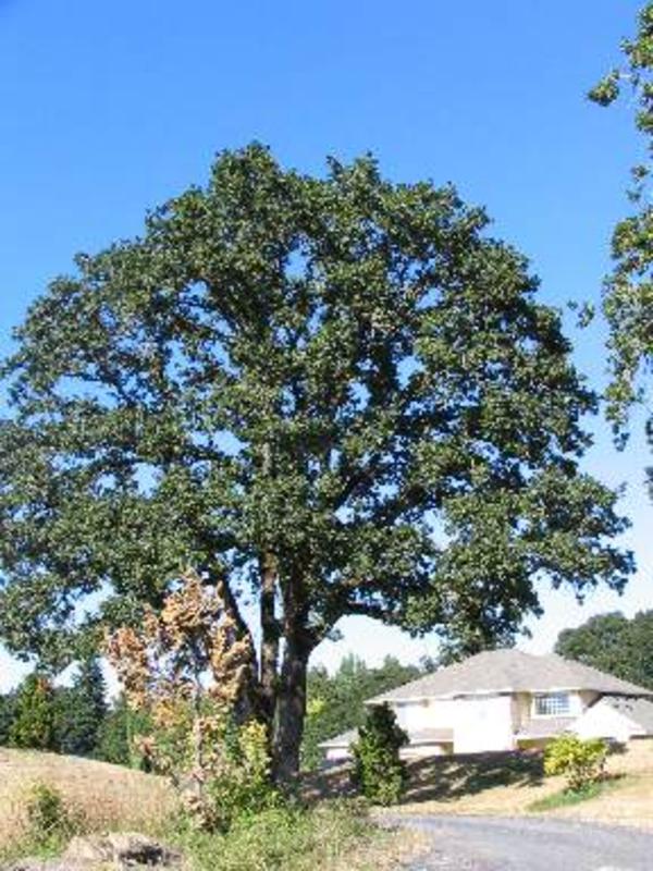 it's a garry oak | Gary Oak | Know Your Meme