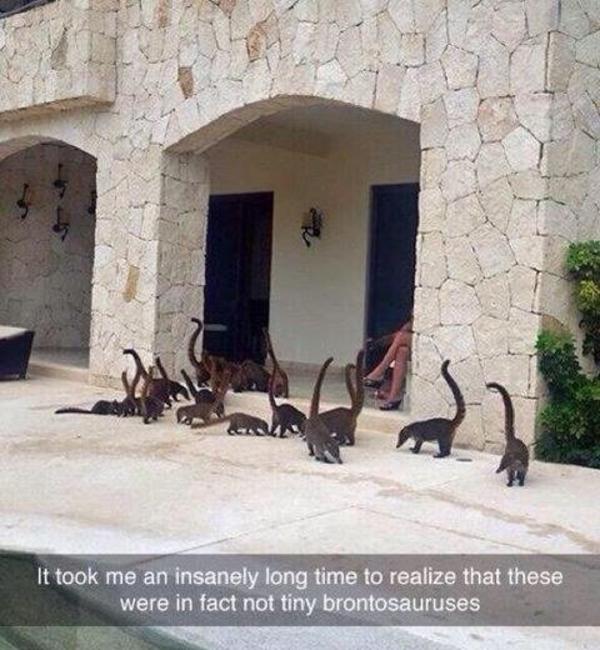 Coatis. | Animals | Know Your Meme