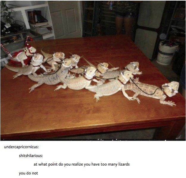 Too many lizards. | Tumblr | Know Your Meme