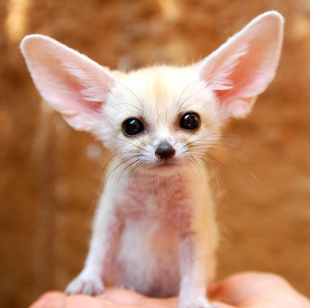 Baby Fennec | Foxes | Know Your Meme