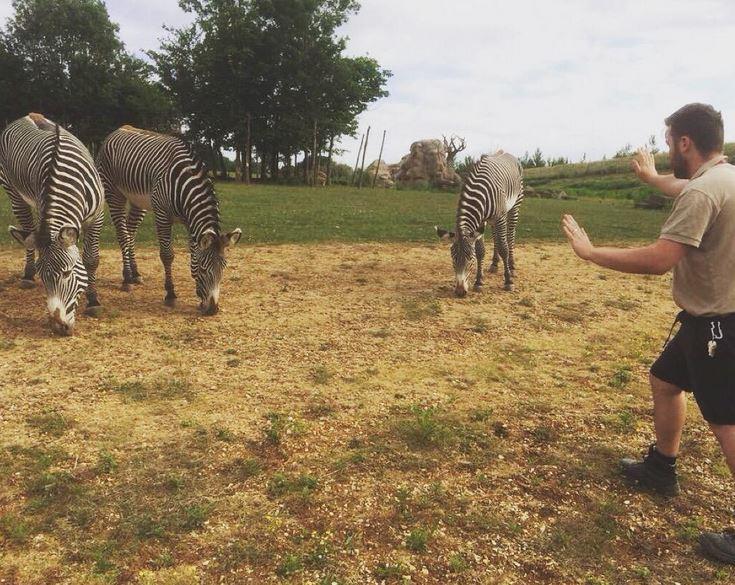 Zebra Zookeeper | Prattkeeping | Know Your Meme