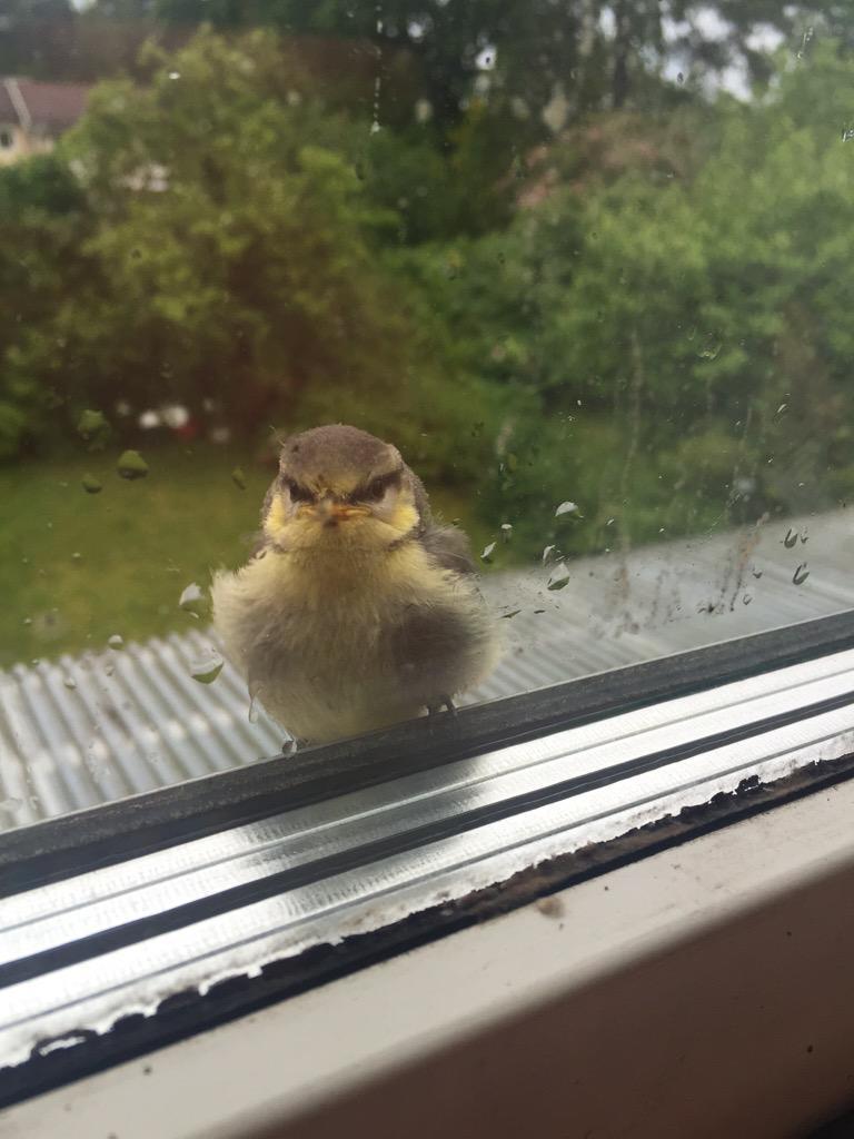 Pissed Bird is Pissed | Animals | Know Your Meme
