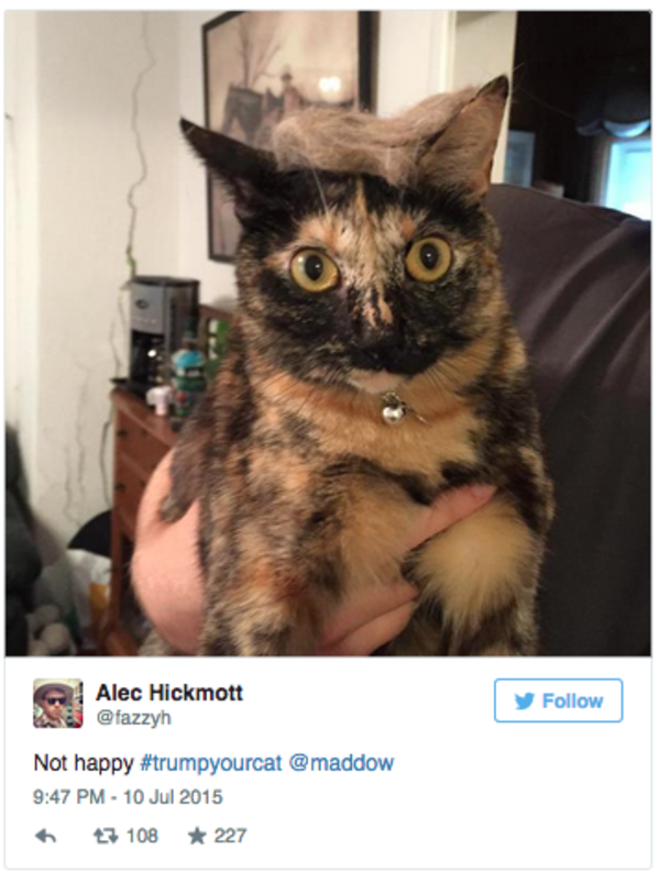 @FazzyH's Post | Trump Your Cat | Know Your Meme