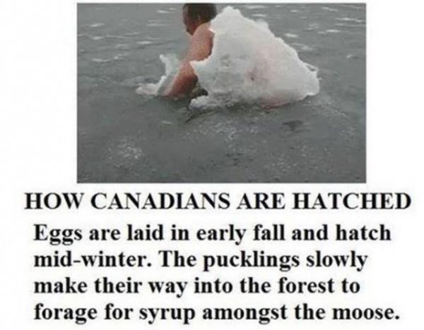 How Canadians are hatched. | Canada | Know Your Meme