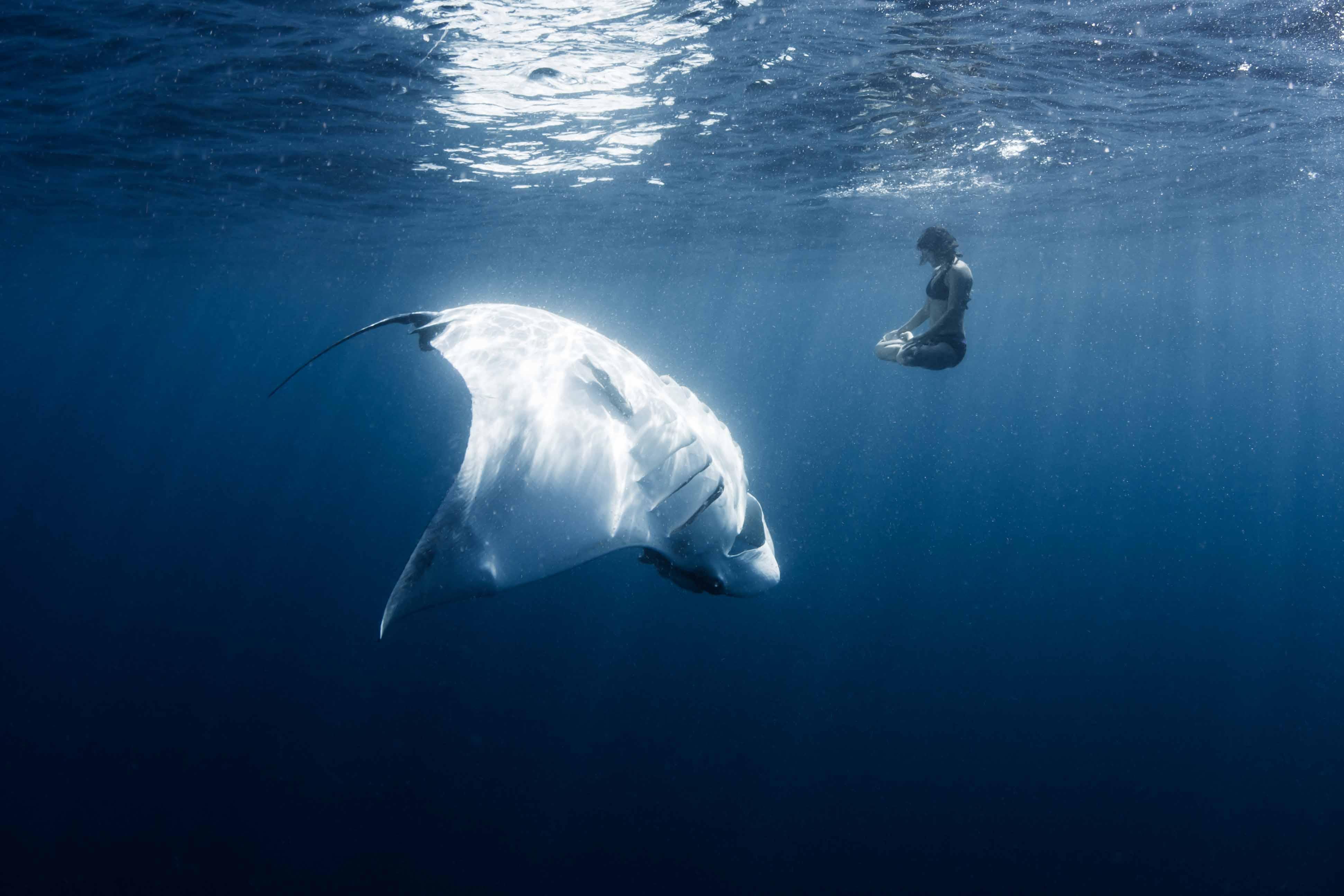 Is it Rey or Ray? | Thalassophobia | Know Your Meme