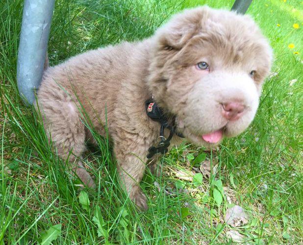 Tonkey Bear, Slightly Excited | Tonkey Bear | Know Your Meme