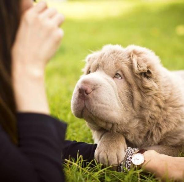 Tonkey | Tonkey Bear | Know Your Meme