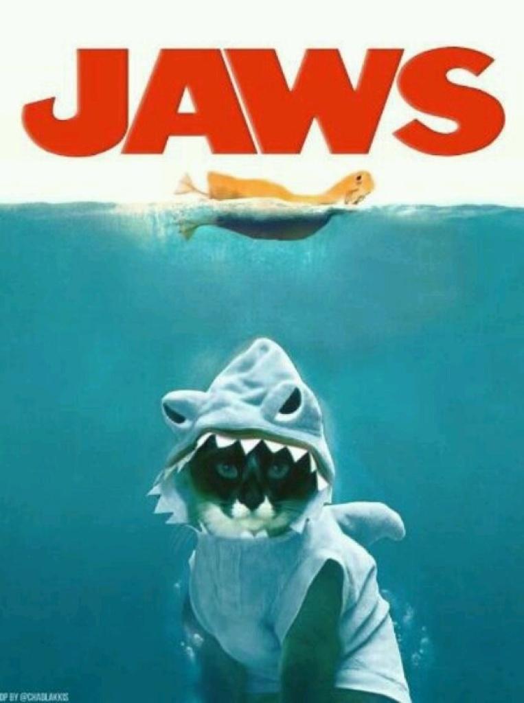 Shark Cat | Jaws Poster Parodies | Know Your Meme