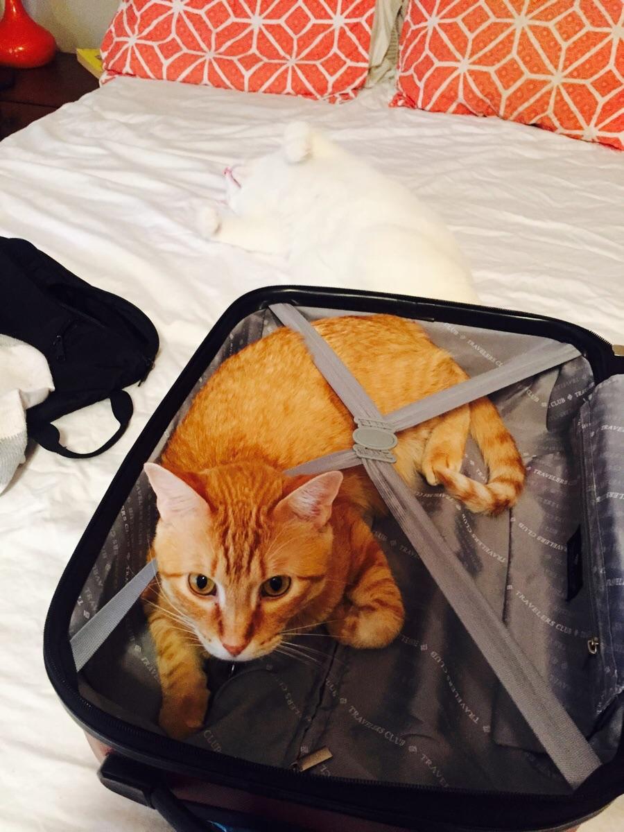 there are two cats in this photo | Cats | Know Your Meme