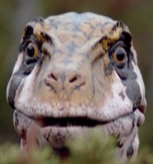 wut | Reaction Images | Know Your Meme