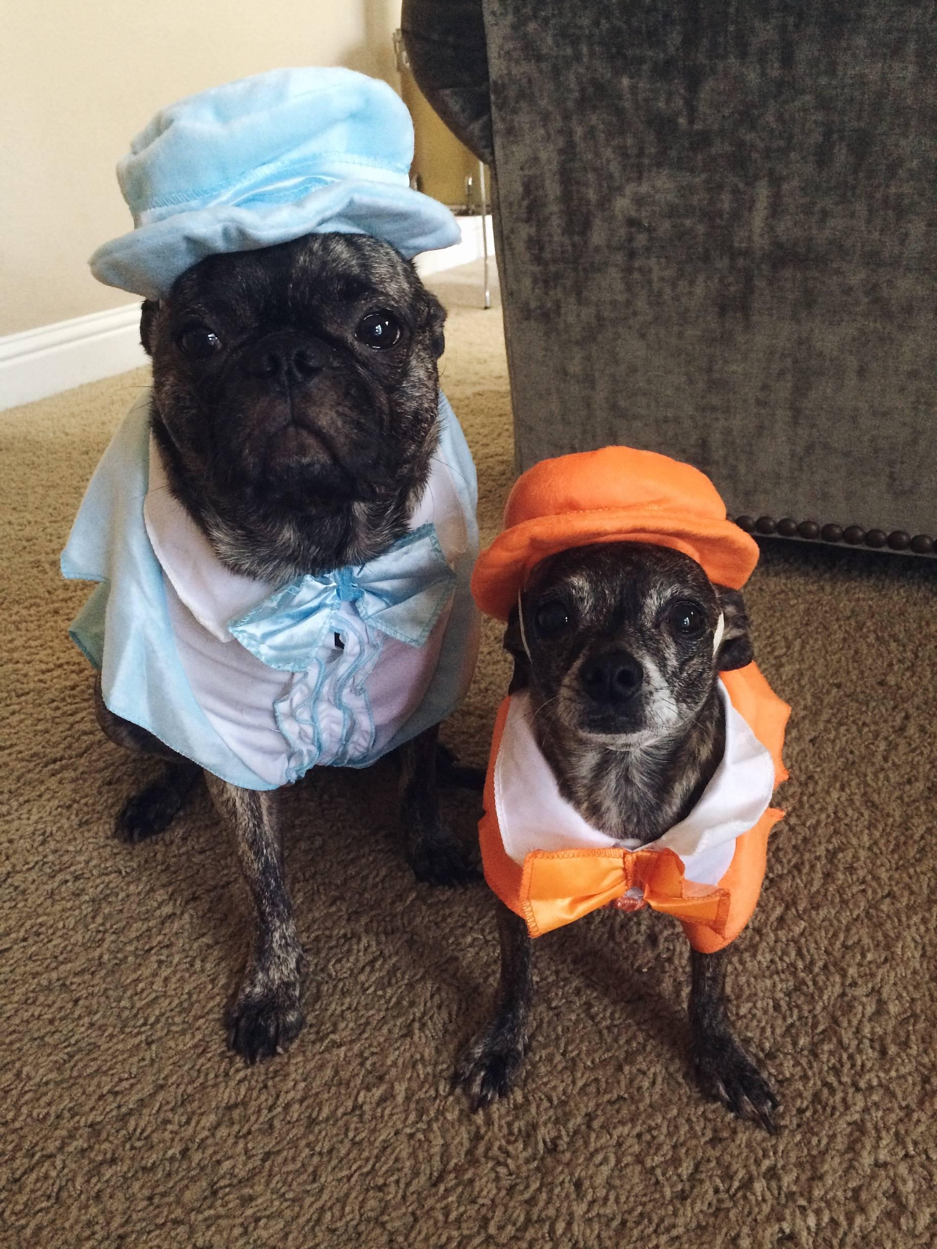 we called it a bullshit | Dogs | Know Your Meme