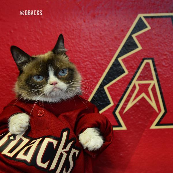 Grumpy Cat on the Arizona Diamondbacks | Grumpy Cat | Know Your Meme