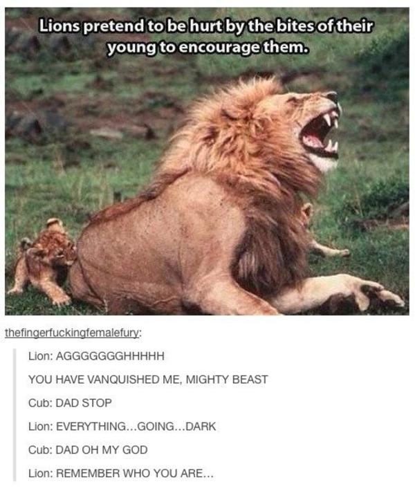 Lions. | Animals | Know Your Meme