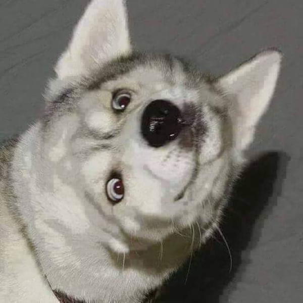 Dog | Reaction Images | Know Your Meme