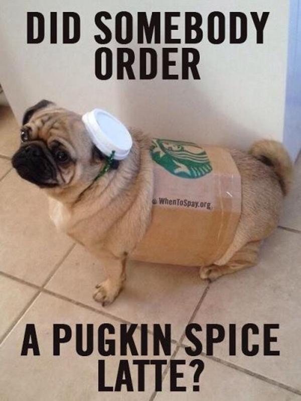 Pugkin Spice Latte | Pumpkin Spice Latte | Know Your Meme