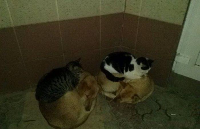 You said "Bad dog!" but your cat understood "Bed dog" | Cats | Know ...