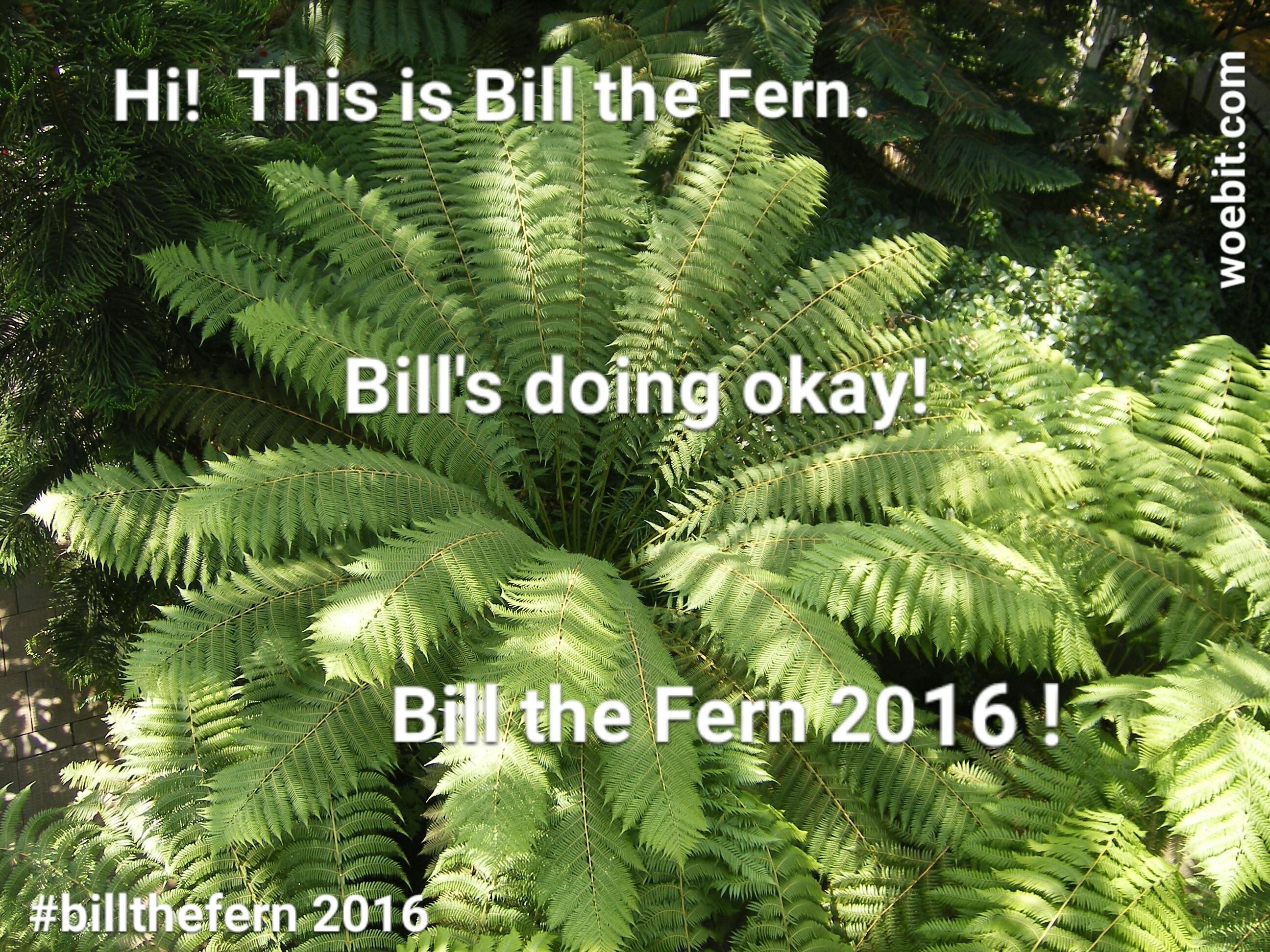 Bill the fern | Know Your Meme
