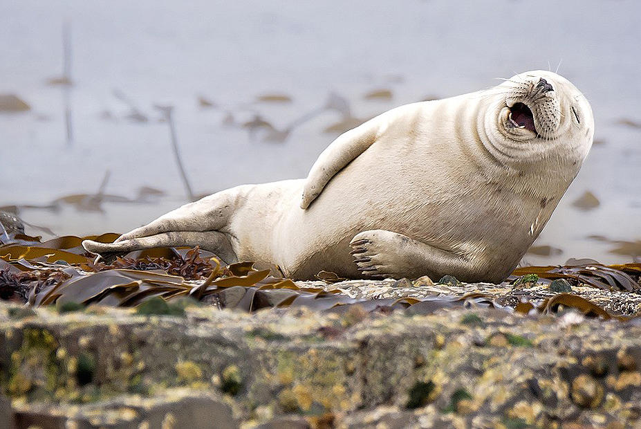 seal i guess | Reaction Images | Know Your Meme