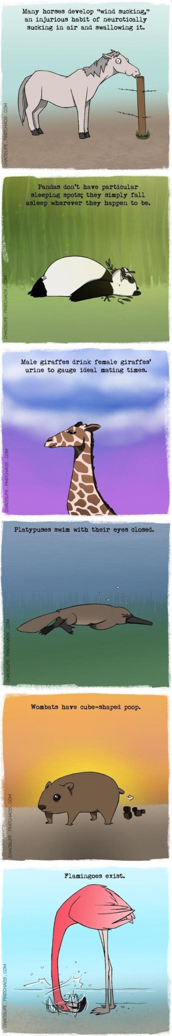 Weird Animal Facts Animals Know Your Meme