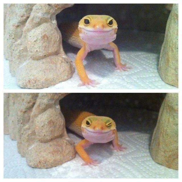 wink | Reaction Images | Know Your Meme