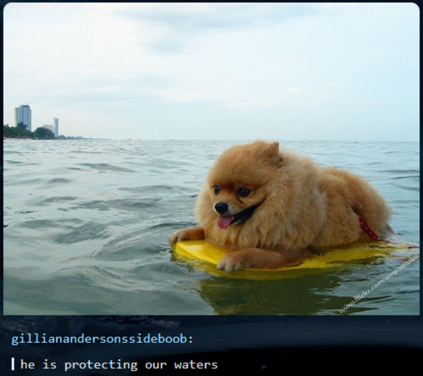 Dog Protector Memes
