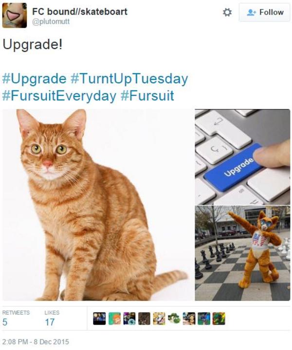 Cat Upgrade | Upgrade Button | Know Your Meme