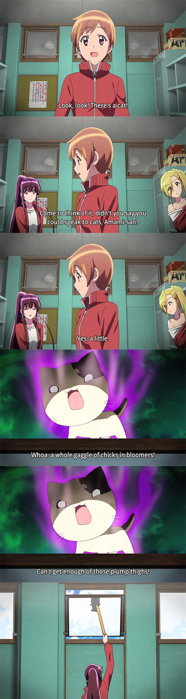 Damn Cats | Know Your Meme