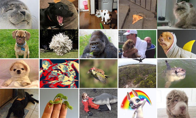Animals of 2015 | Know Your Meme