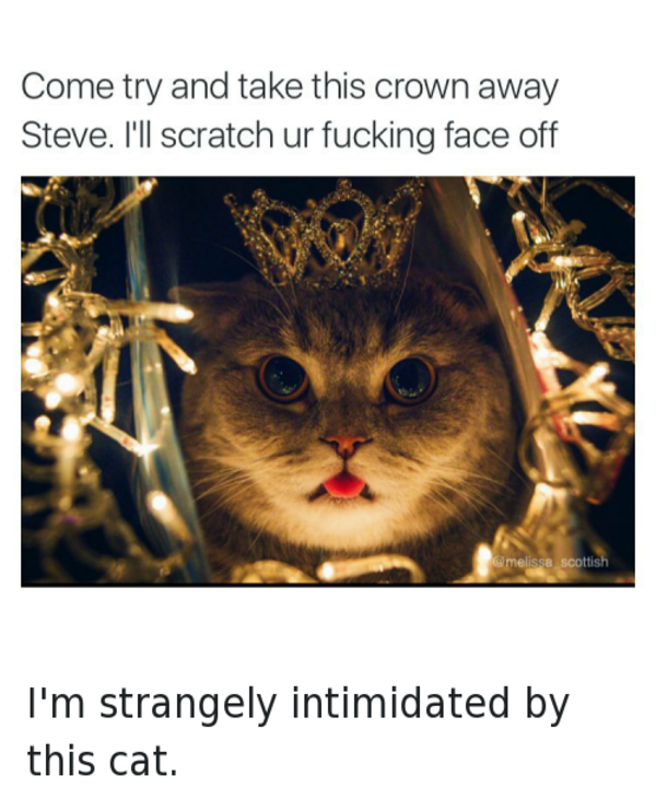 I'm strangely intimidated by this cat. | Cats | Know Your Meme