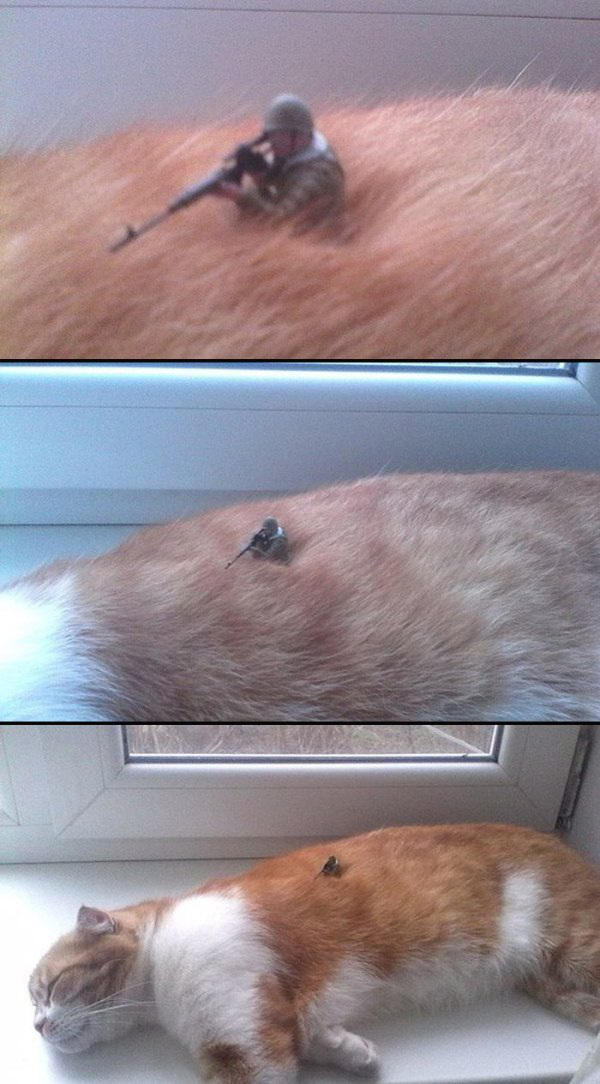 Soldier in cat-field | Cats | Know Your Meme