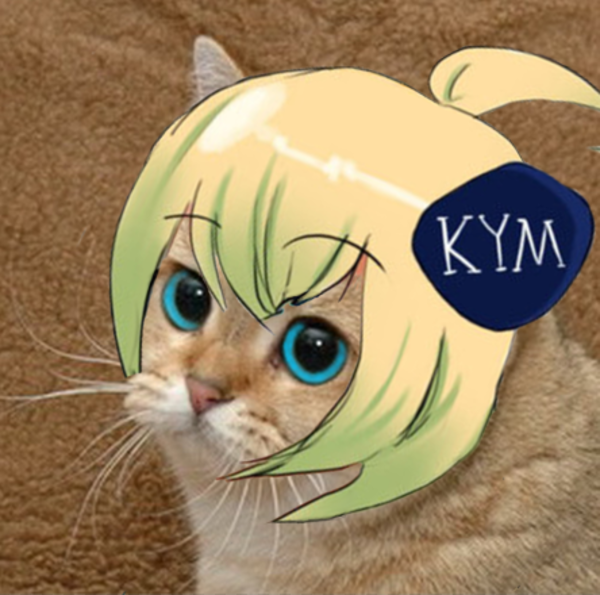 KYM-tan Starecat | KYM-tan | Know Your Meme