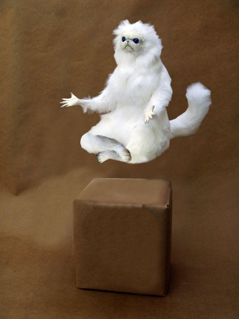 Levitating | Persian Cat Room Guardian | Know Your Meme