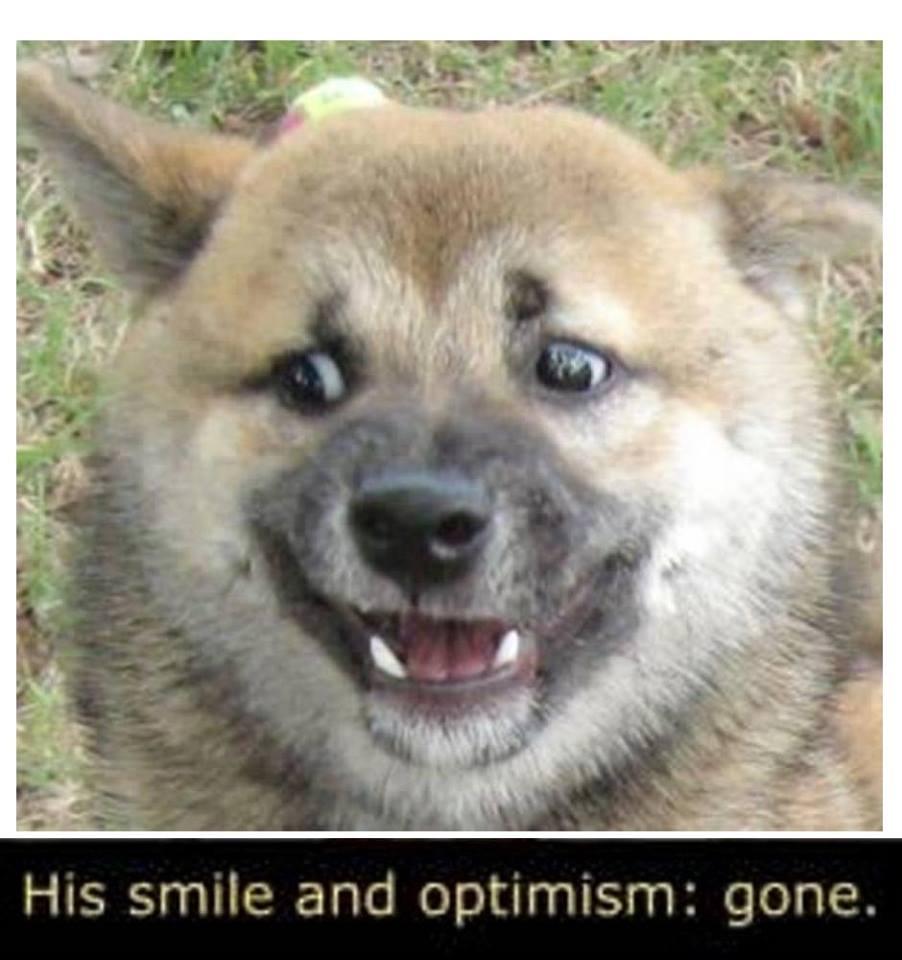 Doggo | His Smile And Optimism: Gone | Know Your Meme