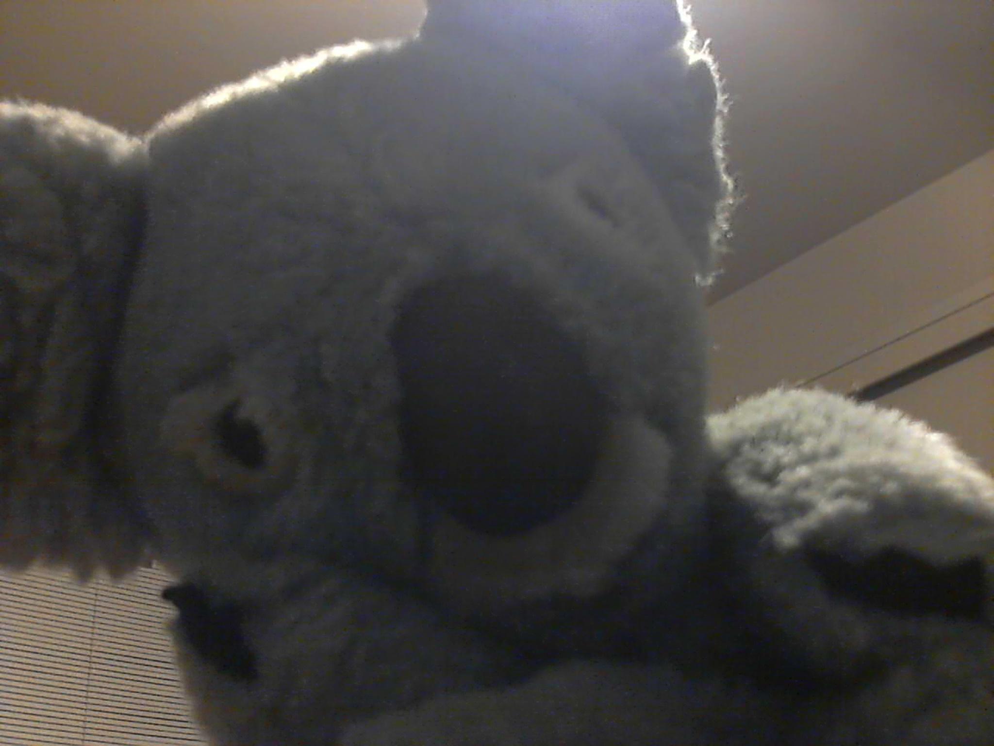 Mr. Koala | Australia | Know Your Meme