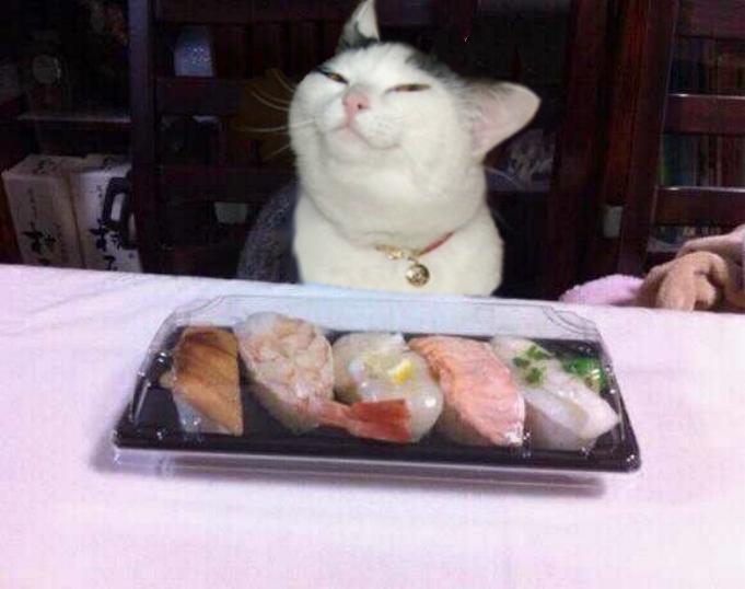 Sushi Cat | Smug Cat | Know Your Meme