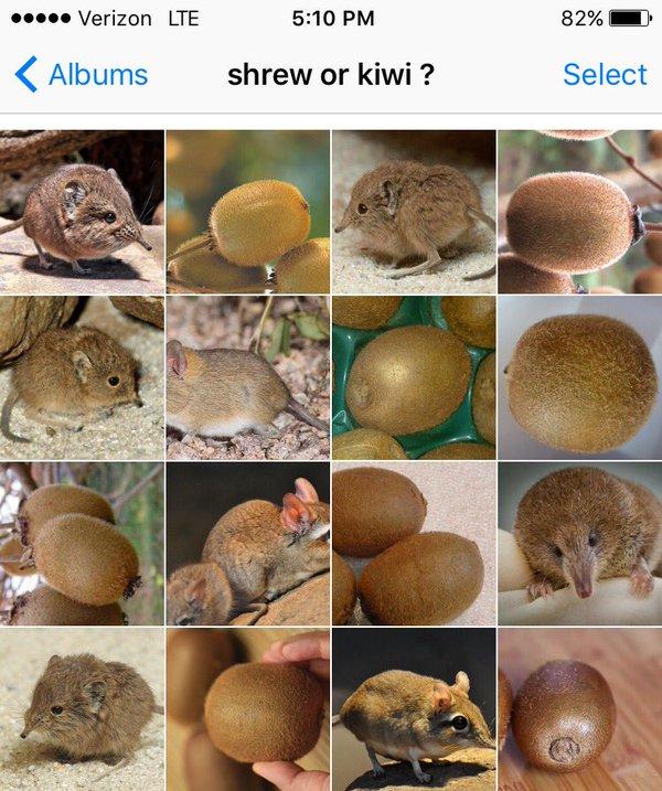 Shrew or Kiwi | Puppy or Bagel | Know Your Meme