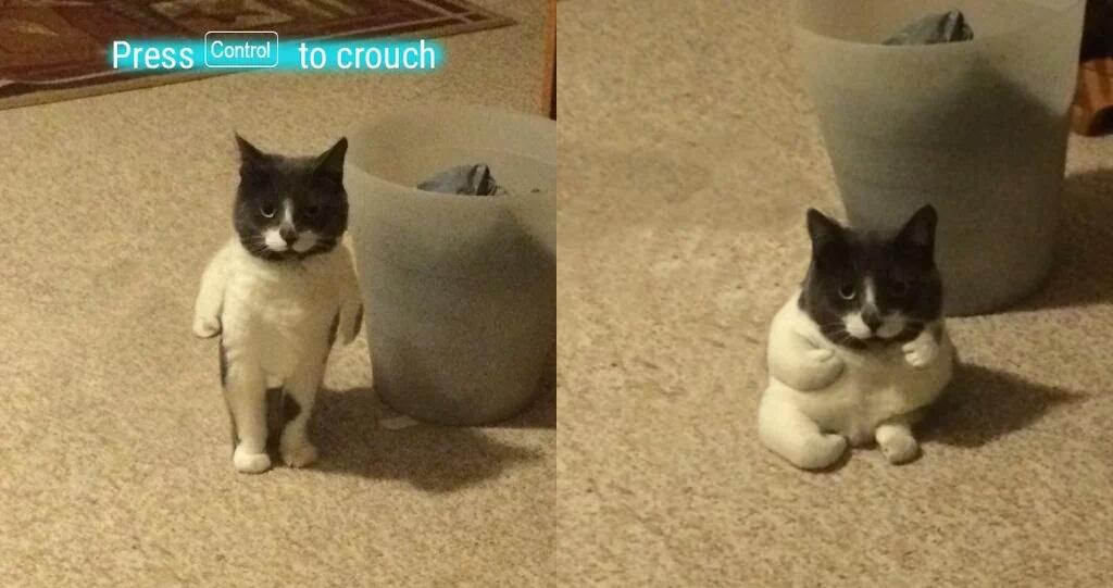 Crouch | Cats | Know Your Meme