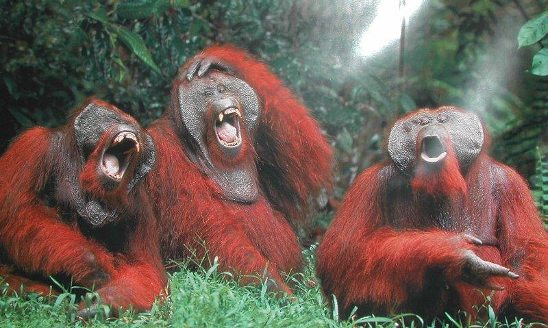 HEHEHEHE HOHOHOHO | Reaction Images | Know Your Meme